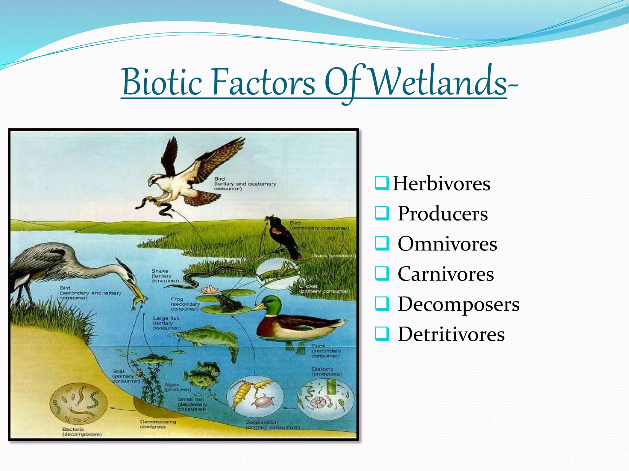 Wetland Ecosystems | PPTX | Zoos & Aquariums | Attractions