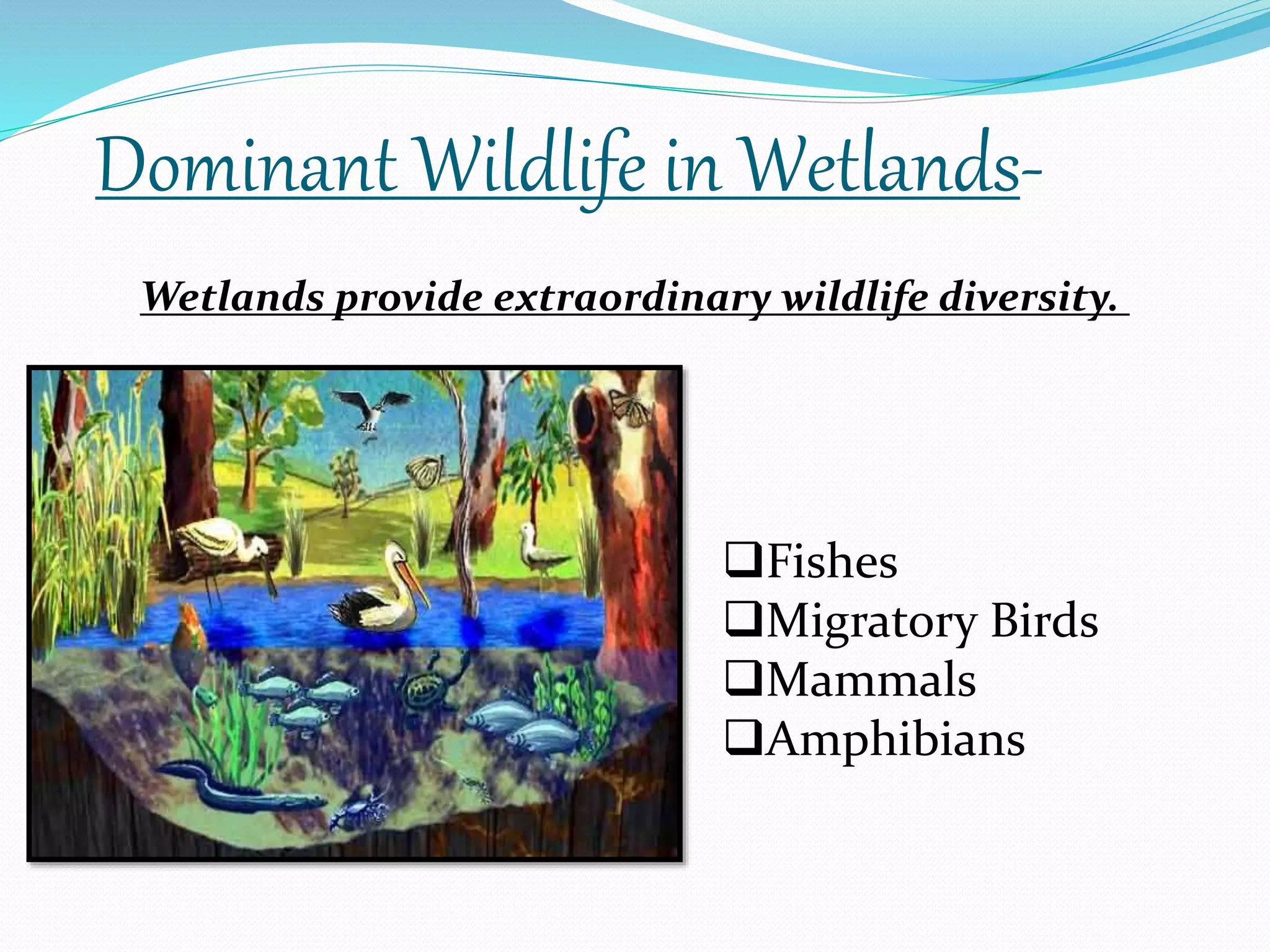 Wetland Ecosystems | PPT