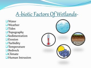 Wetland Ecosystems | PPTX