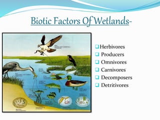 Wetland Decomposers