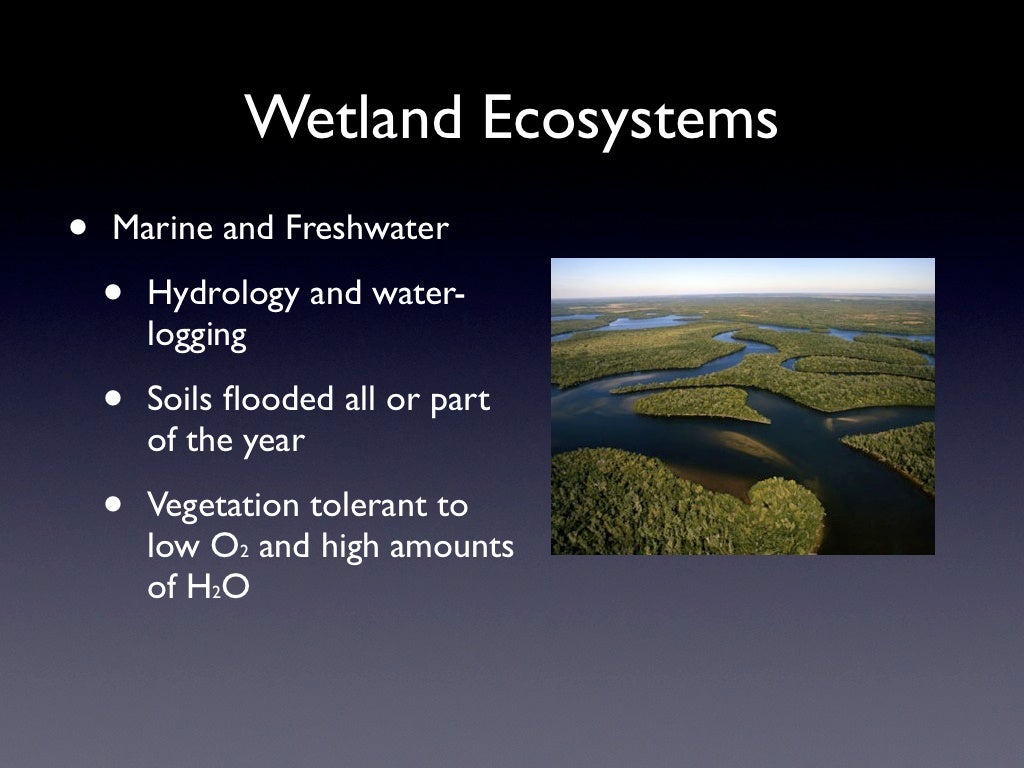 Wetland Ecosystems