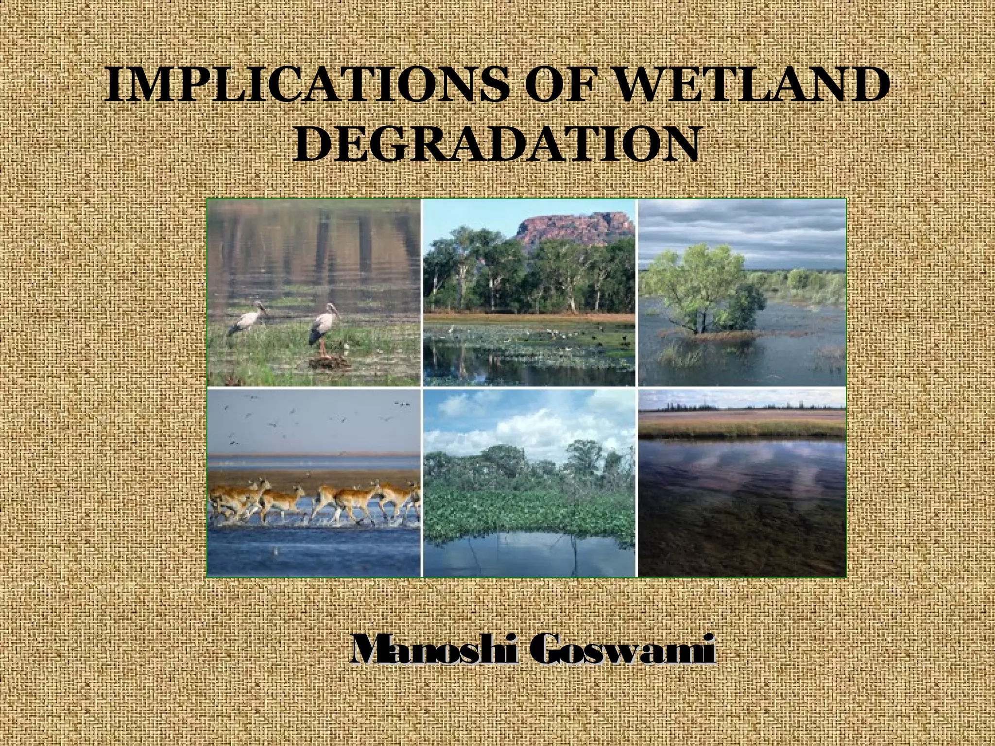 Impacts of wetland degradation | PPT