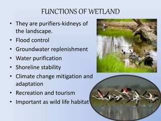 Wetland mapping | PPTX
