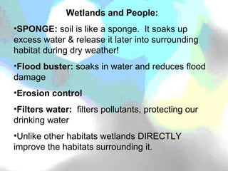 Wetlands: notes on different wetland types, and organisms' adaptations ...