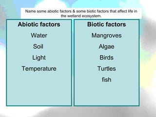 Wetlands: notes on different wetland types, and organisms' adaptations ...
