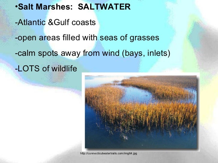 Wetland Adaptations