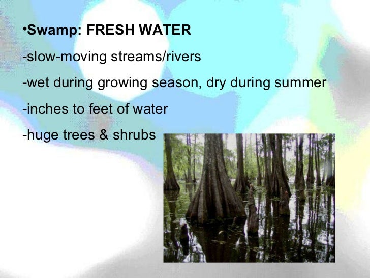 Wetland Adaptations