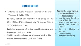 Wetland_Presentation.pptx