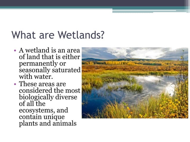 Wetland protection | PPTX | Geography | Science