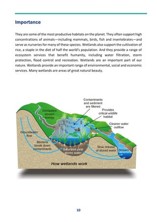 Wetland Ecosystem : Field Report Okhla Bird Sanctuary | PDF