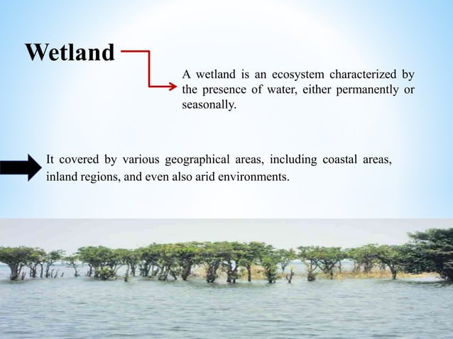 Wetland Restoration, Rehabilitation & Management Strategies for ...