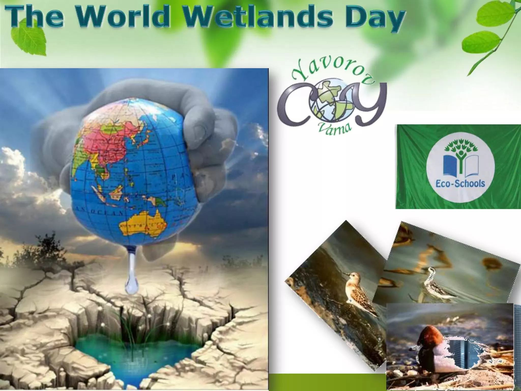 Wetlands | PPT