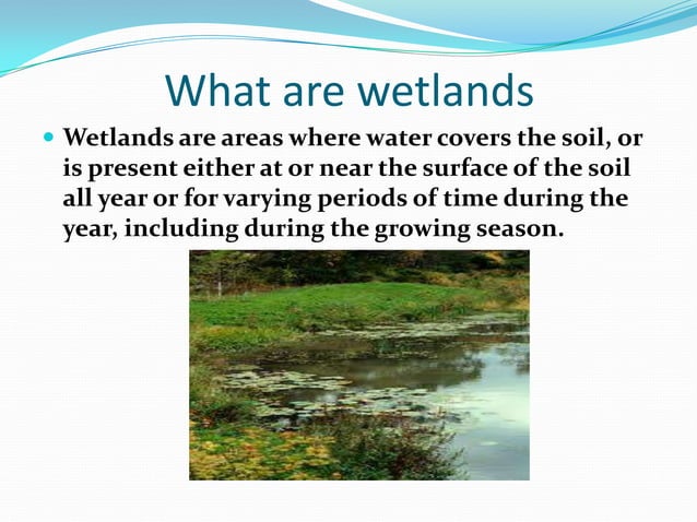 Wetlands | PPTX | Geography | Science