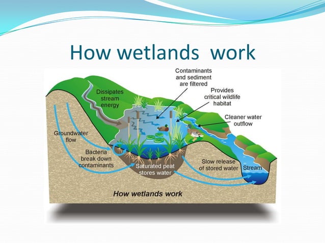 Wetlands | PPT