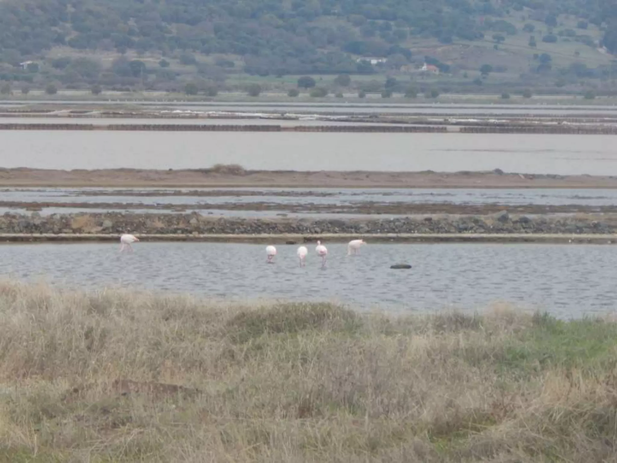 Wetlands of Kalloni | PPTX