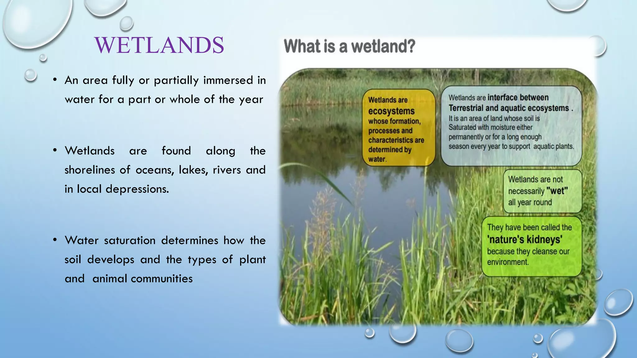 WETLANDS | PDF