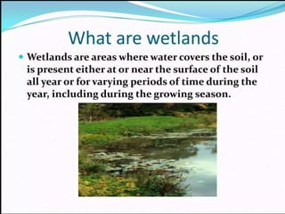 WETLANDS.pptx