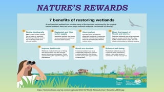 WETLANDS-Kidneys of the Earth By- ANIMESH SHUKLA, University of ...