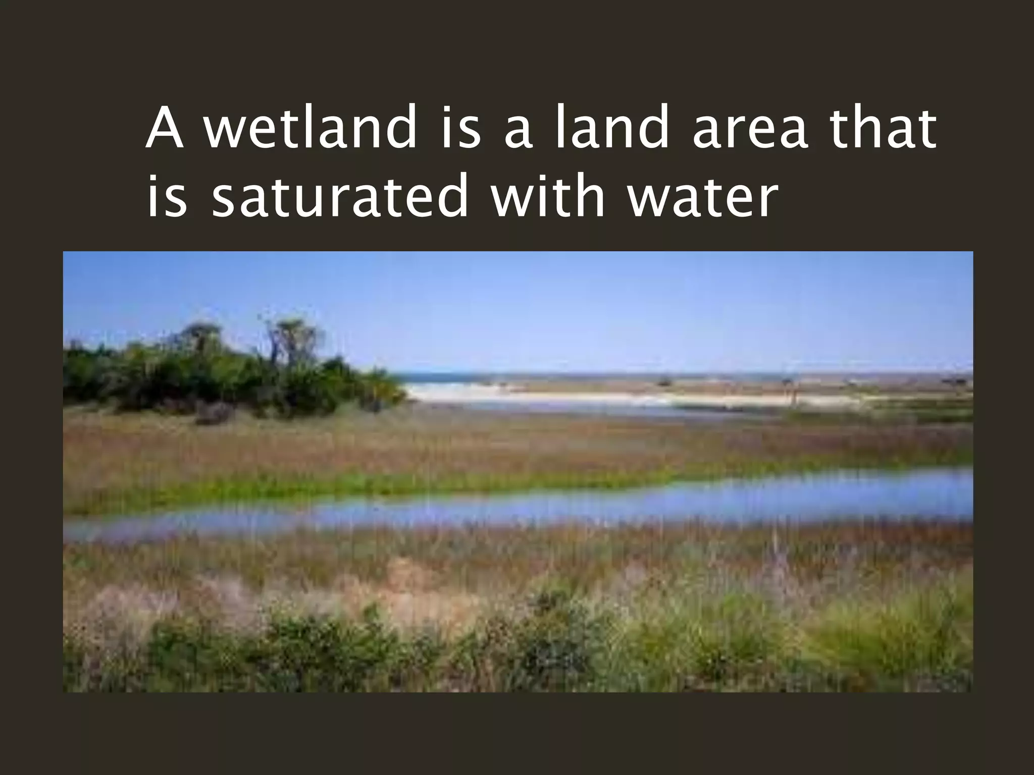 Wetlands and marshes | PPTX