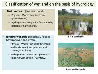 Wetland Definition
