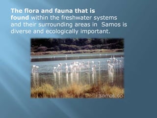 Wetlands Greece | PPT