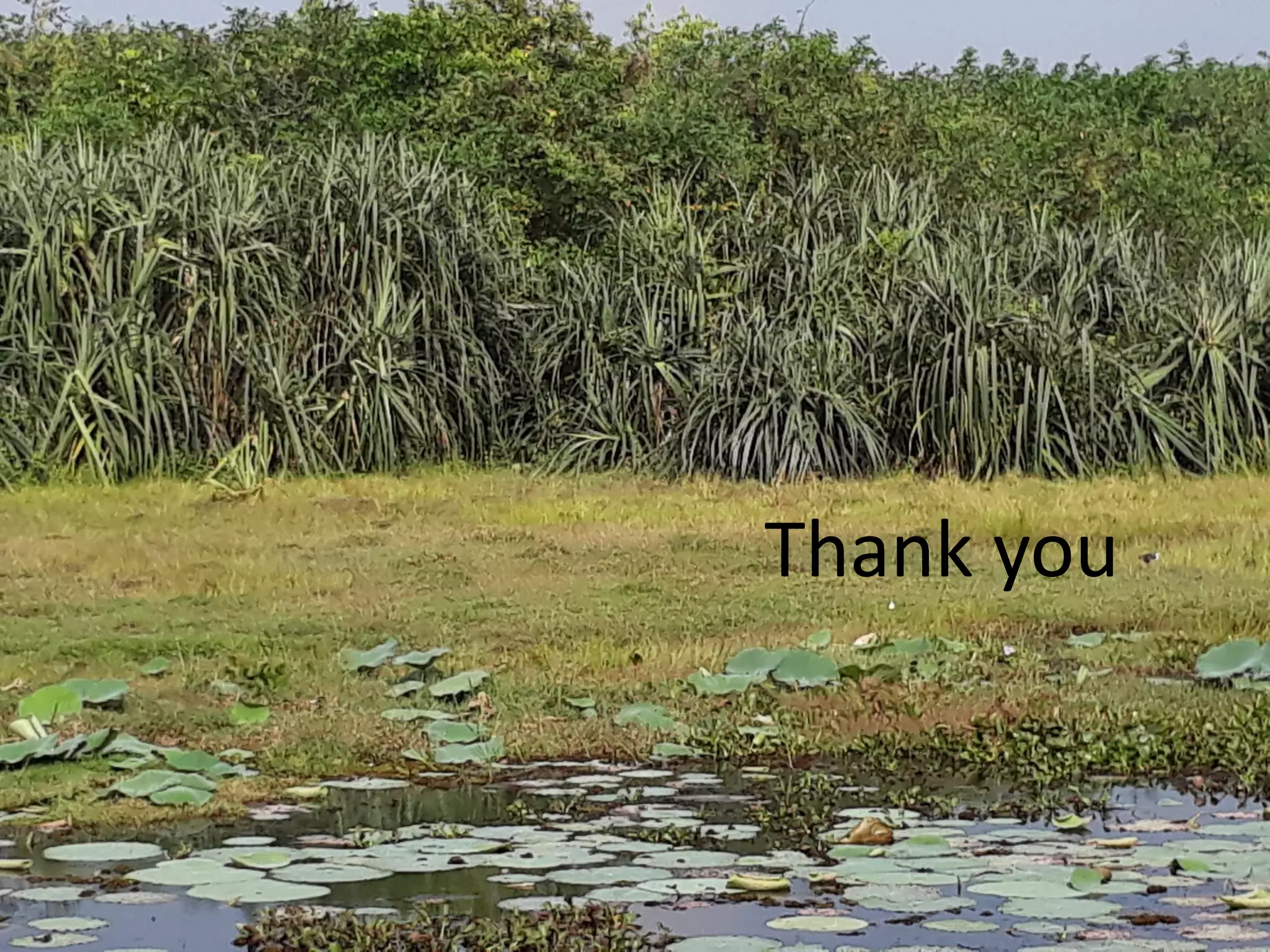 Wetland Resource Management: Wise Use and Conservation | PDF