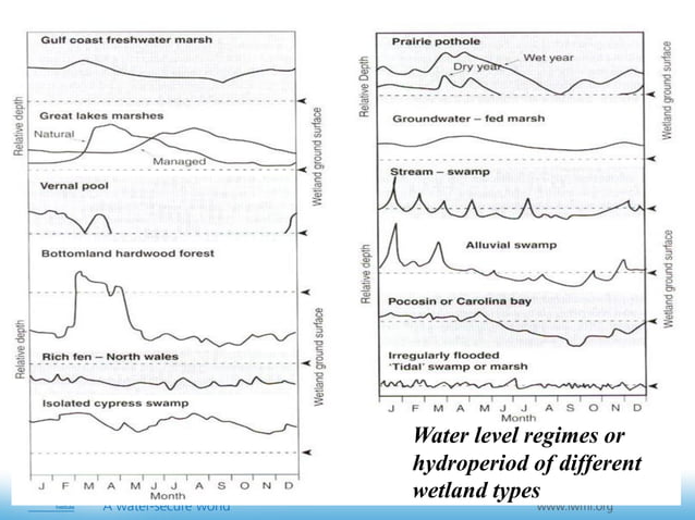 Wetland Resource Management: Wise Use and Conservation | PDF