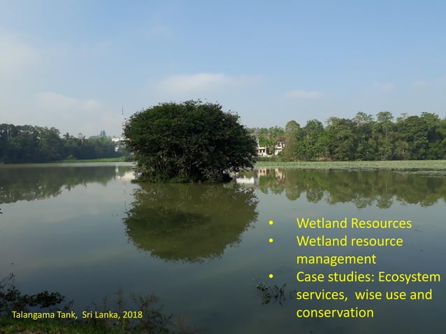 Wetland Resource Management: Wise Use and Conservation | PDF
