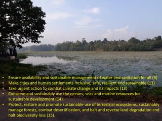 Wetland Resource Management: Wise Use and Conservation | PDF