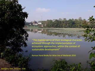 Wetland Resource Management: Wise Use and Conservation | PDF