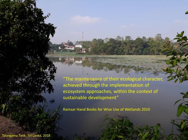 Wetland Resource Management: Wise Use and Conservation | PDF