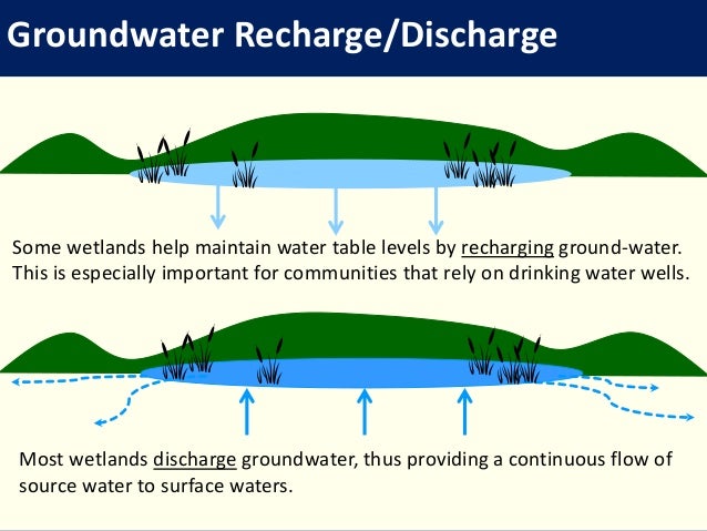 Wetland Conservation: What Do We Have to Lose?