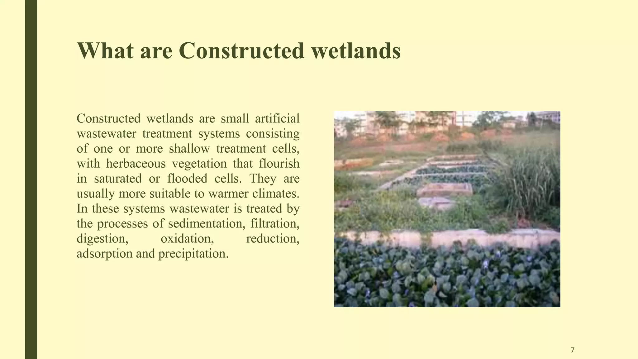 Constructed Wetlands | PPTX