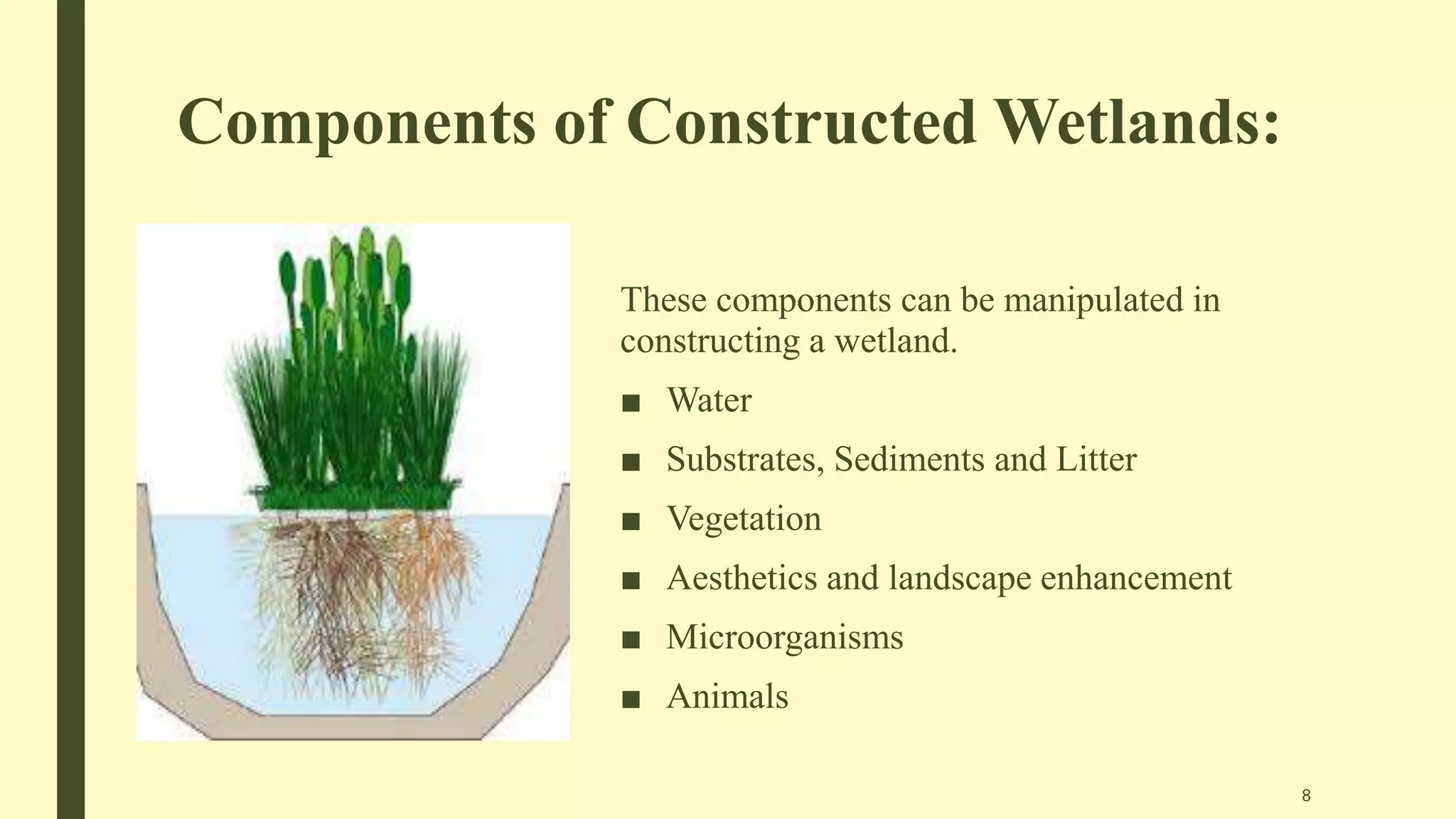 Constructed Wetlands | PPTX