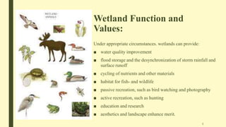 Constructed Wetlands | PPTX