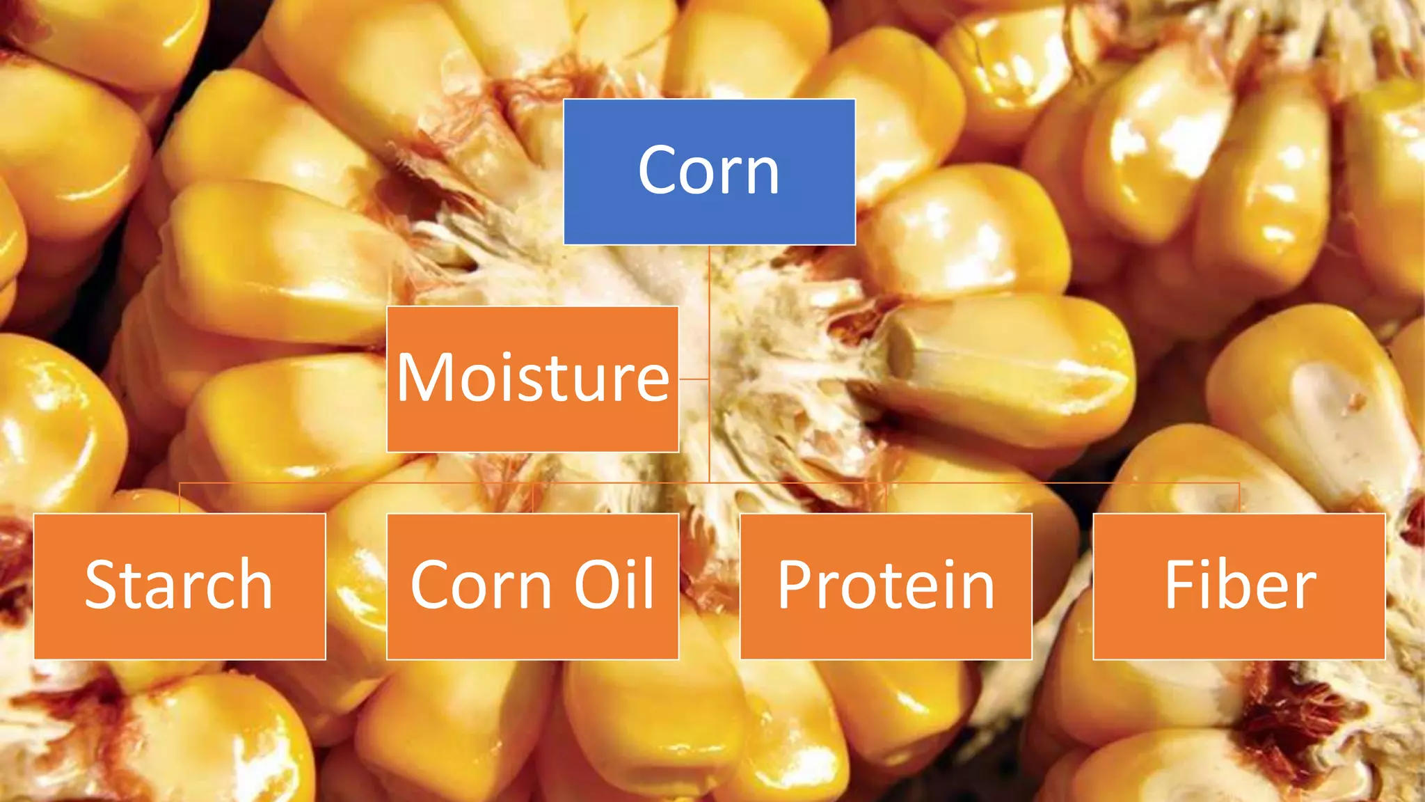 Wet milling of corn | PPTX