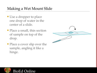 Wet Mount | PPT
