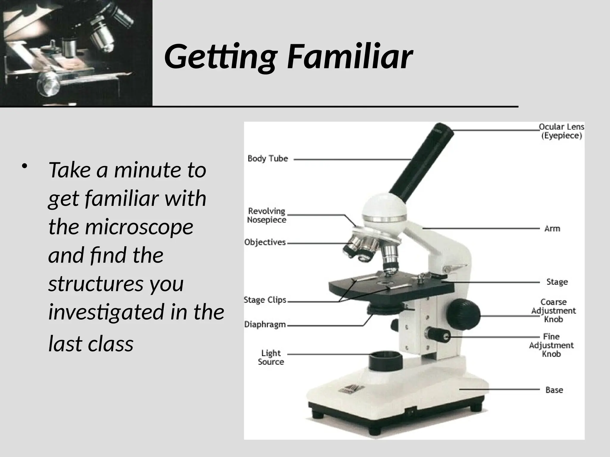Wet Mount Presentation PowerPoint Presentation | PPT