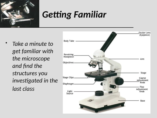 Wet Mount Presentation PowerPoint Presentation | PPT