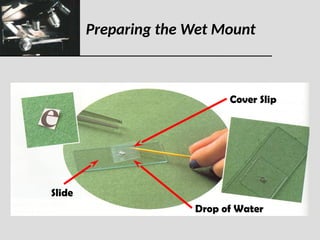 Wet Mount Presentation PowerPoint Presentation | PPTX