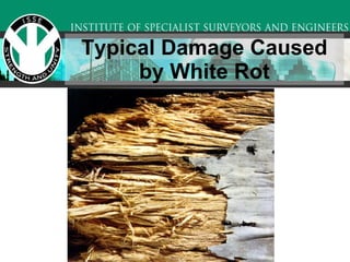 Wet rot no mould | PPT