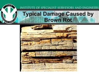 Wet rot no mould | PPT