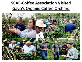 Coffee Luwak Gayo ,Civet Coffee Sumatra ,Indonesia | PPTX