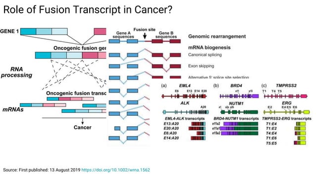 RNA fusion transcripts | PPT