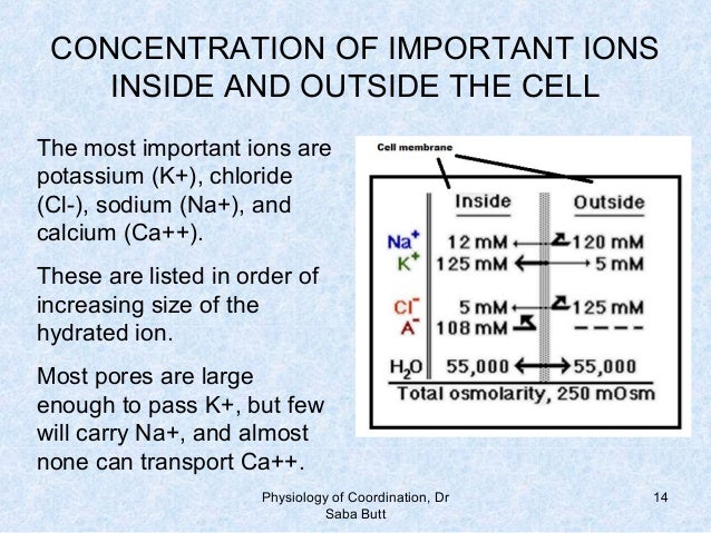 Physiol 04 nervous system 1
