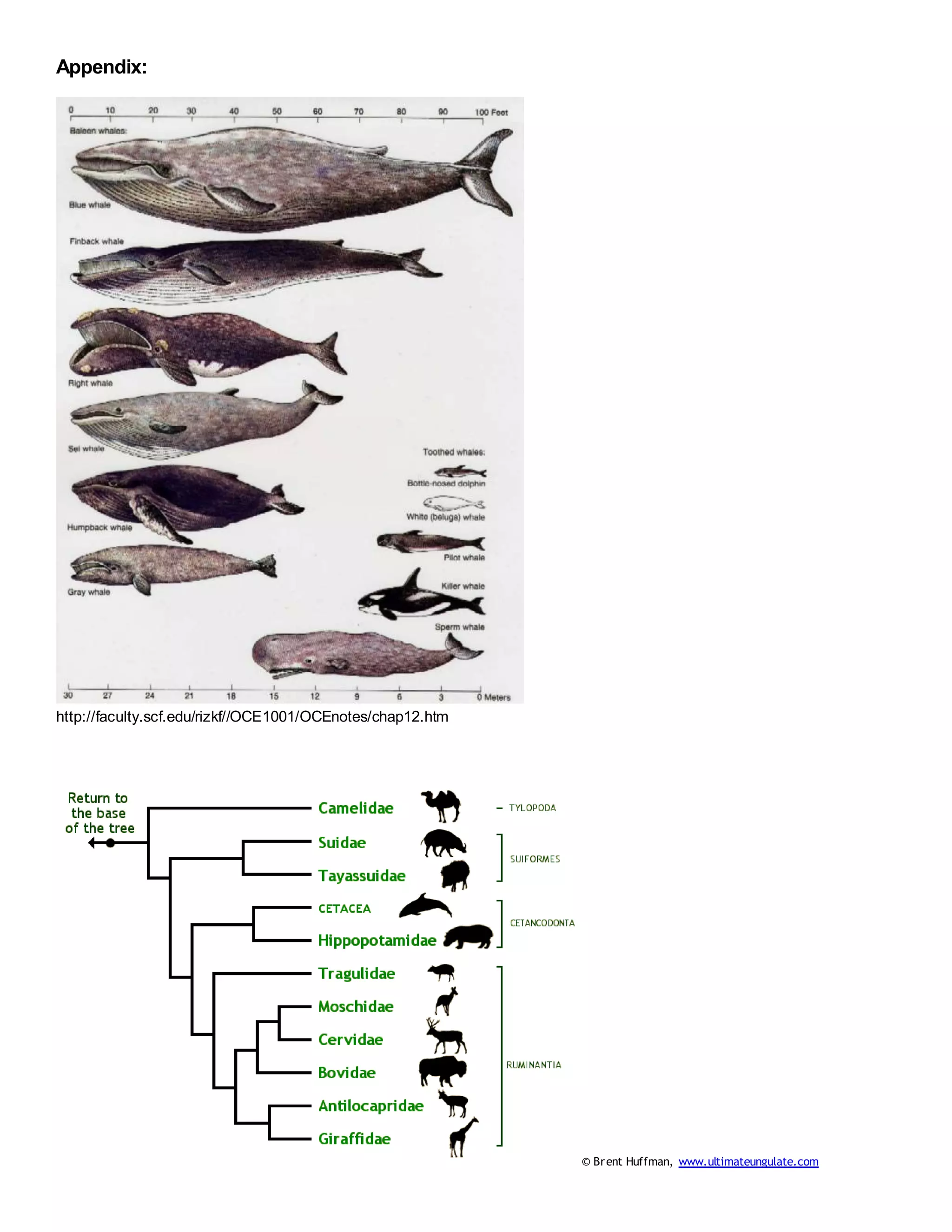 Whale evolution-web-lab-1e4svwj | DOCX