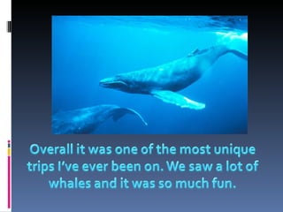 Whale Watching | PPT