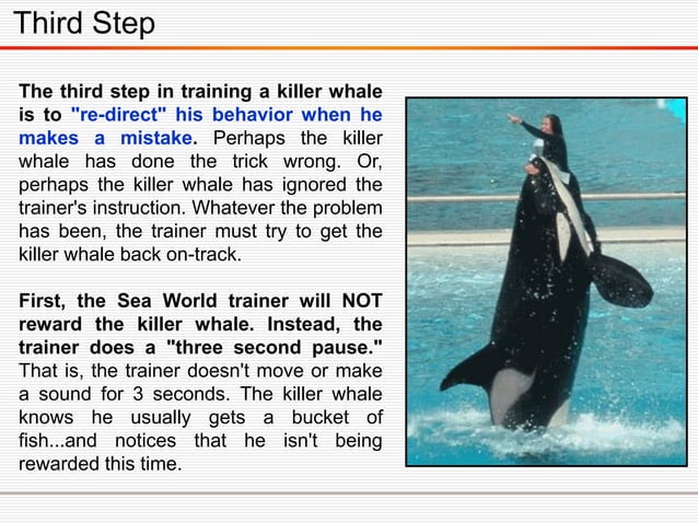 Summary Of Whale Done Approach summary-of-whale-done-approach