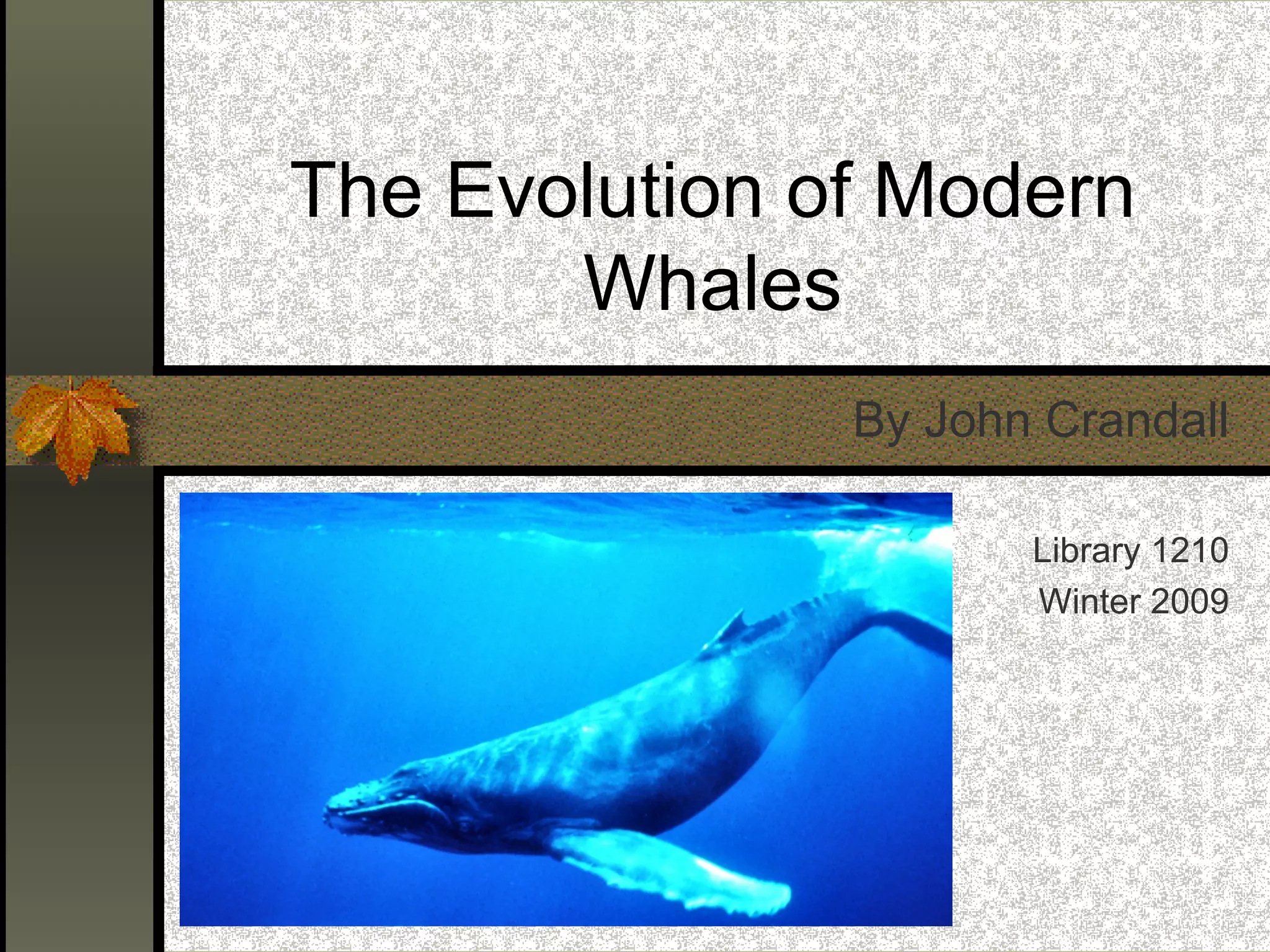 Whale Evolution | PPT