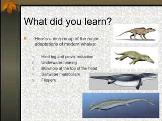 Whale Evolution | PPT